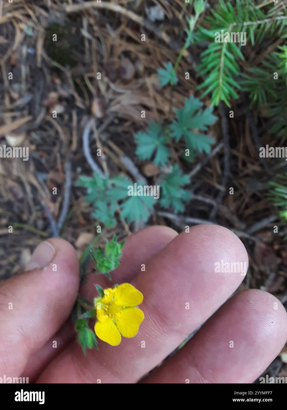 Blueleaf Cinquefoil (Potentilla glaucophylla Stock Photo - Alamy