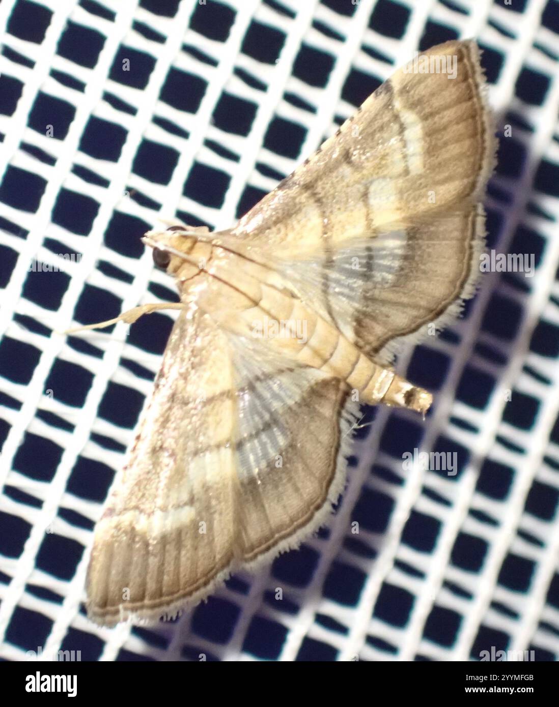 Lesser Rice-leafroller (Marasmia poeyalis Stock Photo - Alamy