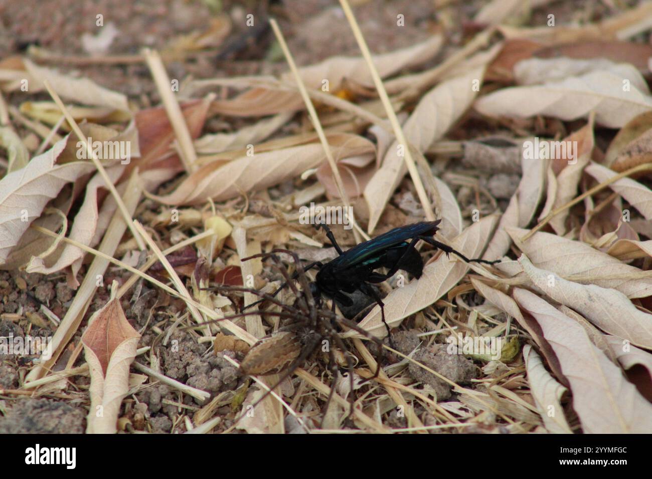 Old and New World Tarantula-hawk Wasps (Hemipepsis Stock Photo - Alamy