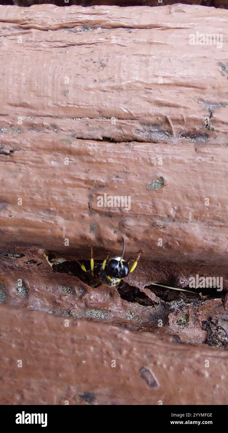 Square-headed Wasps, Sand Wasps, and Allies (Crabronidae Stock Photo ...
