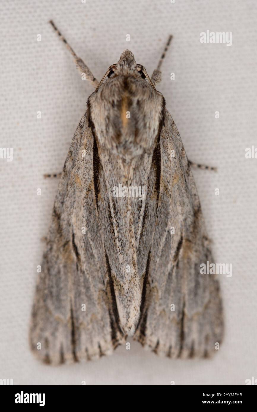 Dagger Moths (Acronicta Stock Photo - Alamy