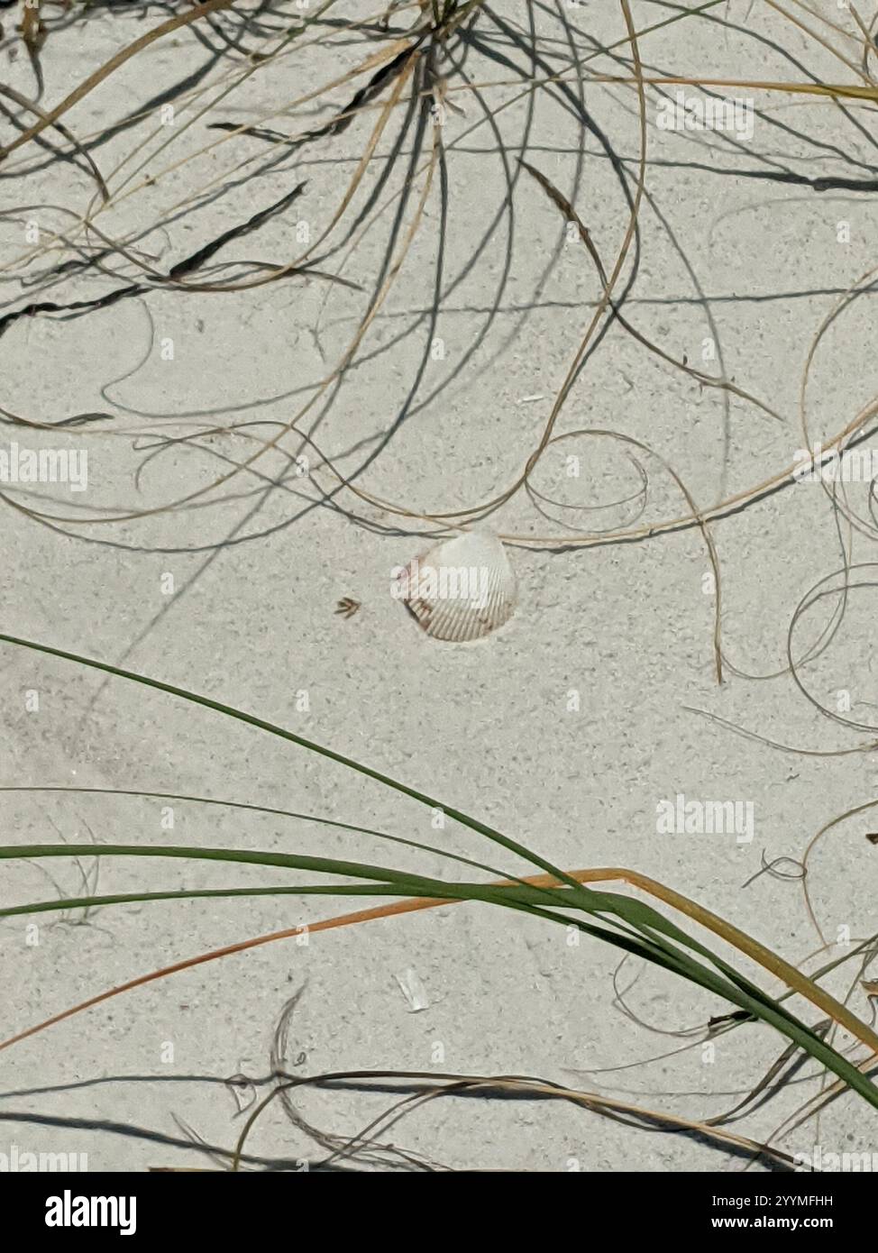 Giant Atlantic Cockle (Dinocardium robustum Stock Photo - Alamy