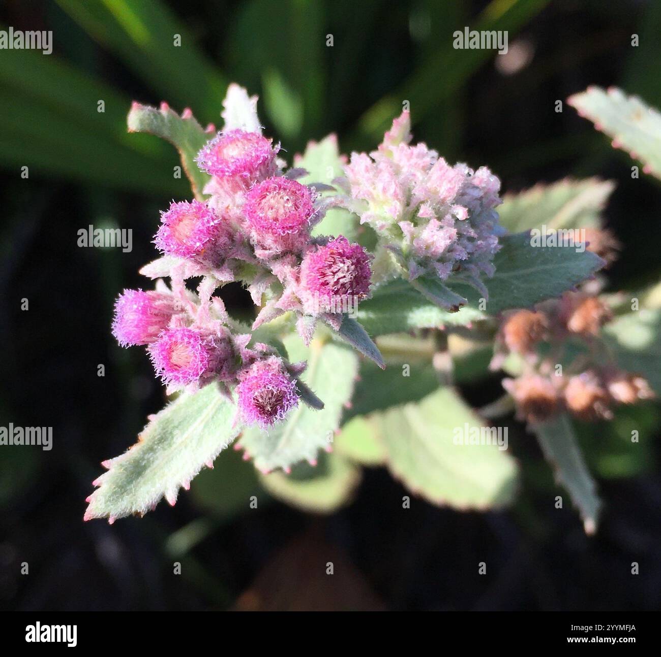 Rosy Camphorweed (Pluchea baccharis Stock Photo - Alamy