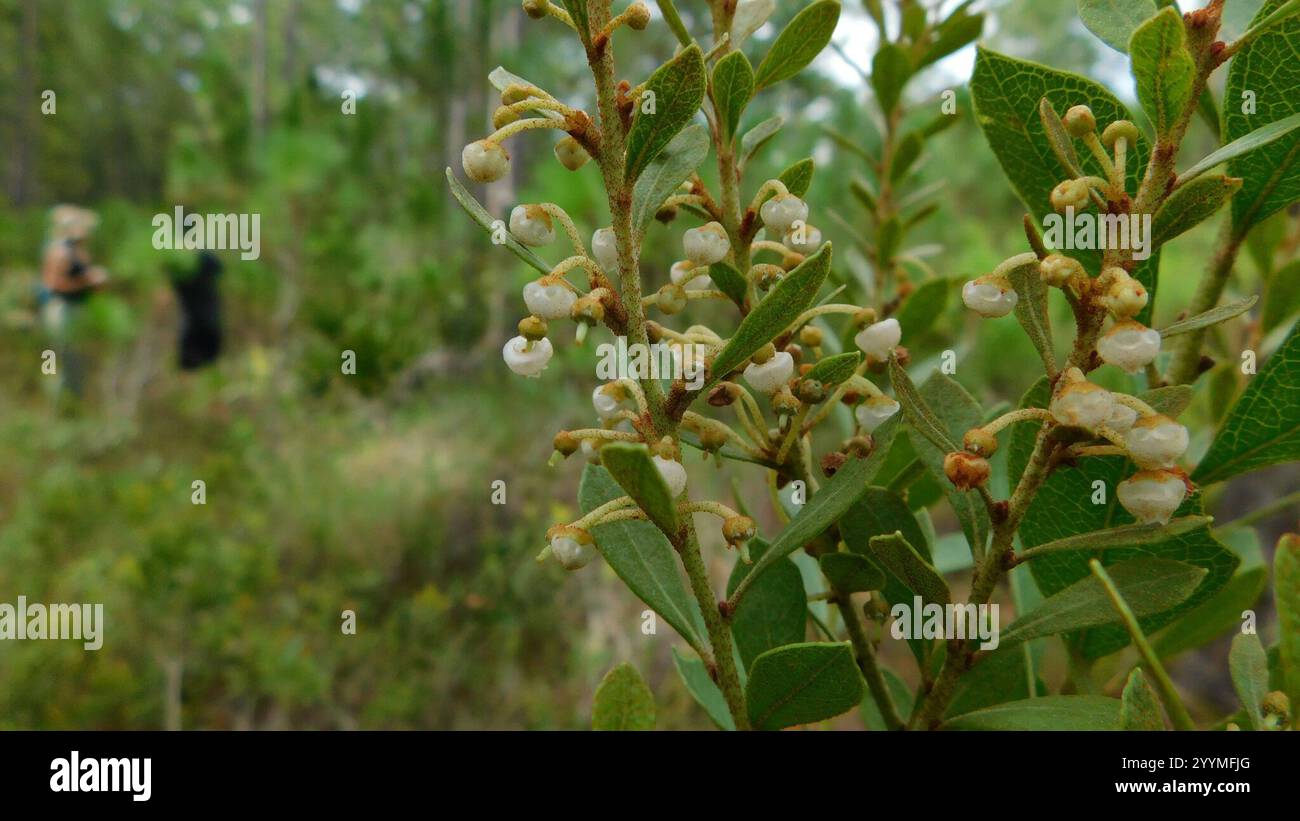 coastal plain staggerbush (Lyonia fruticosa Stock Photo - Alamy