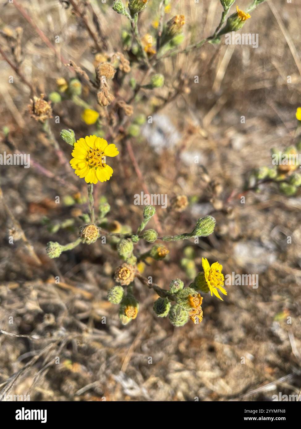 Grassland Tarweed (Deinandra increscens Stock Photo - Alamy