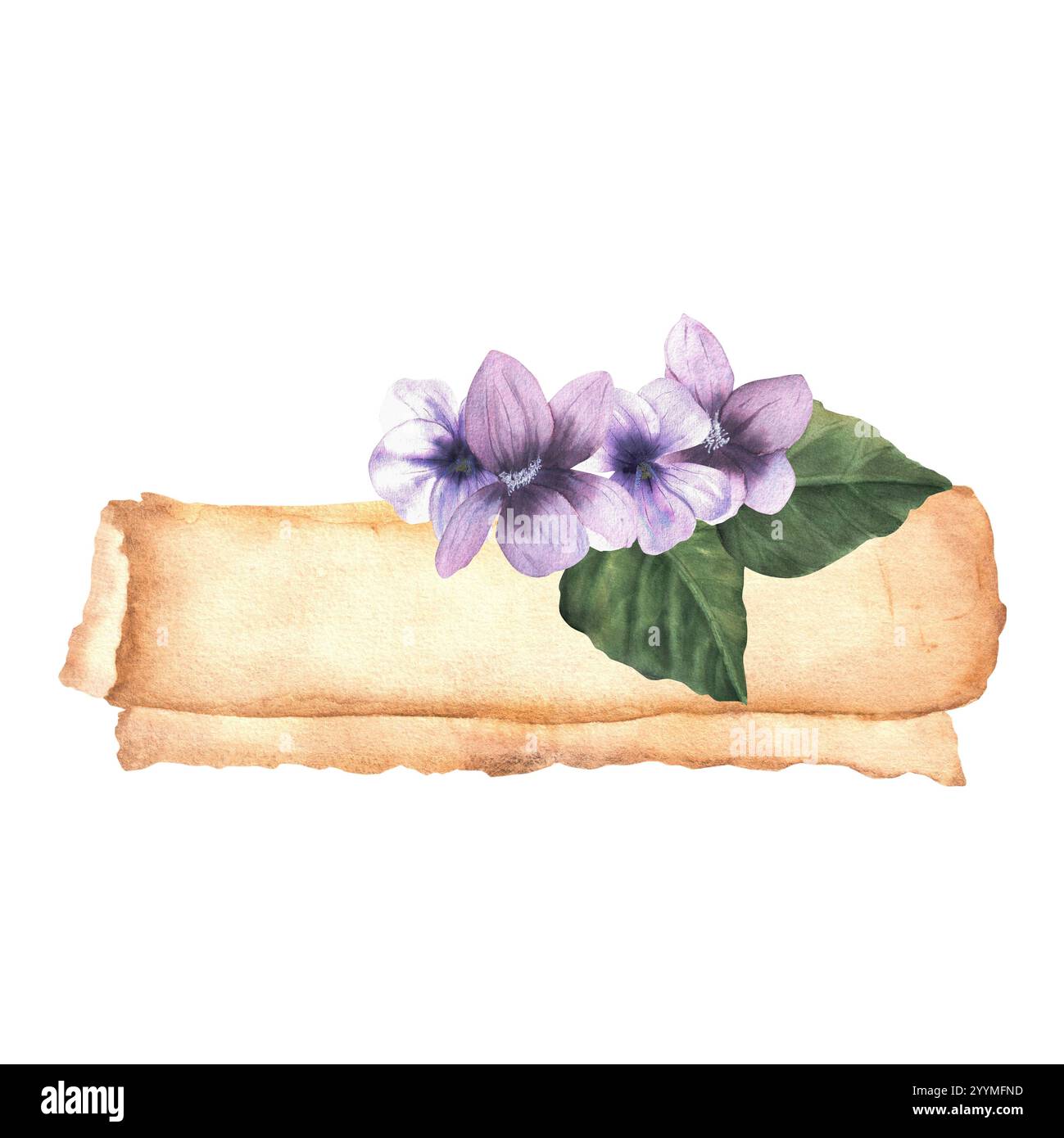 An old yellowed paper scroll with violets. Vintage parchment with ...