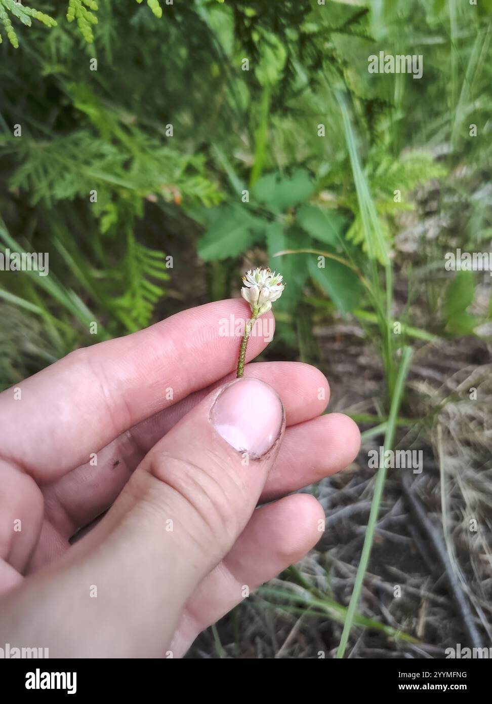 Sticky False Asphodel (Triantha glutinosa Stock Photo - Alamy