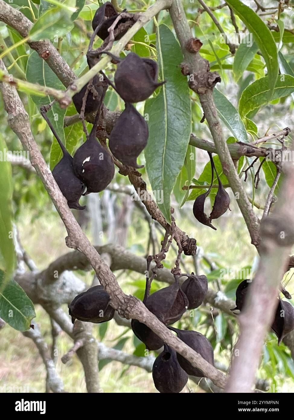 Queensland Bottle Tree (Brachychiton rupestris Stock Photo - Alamy