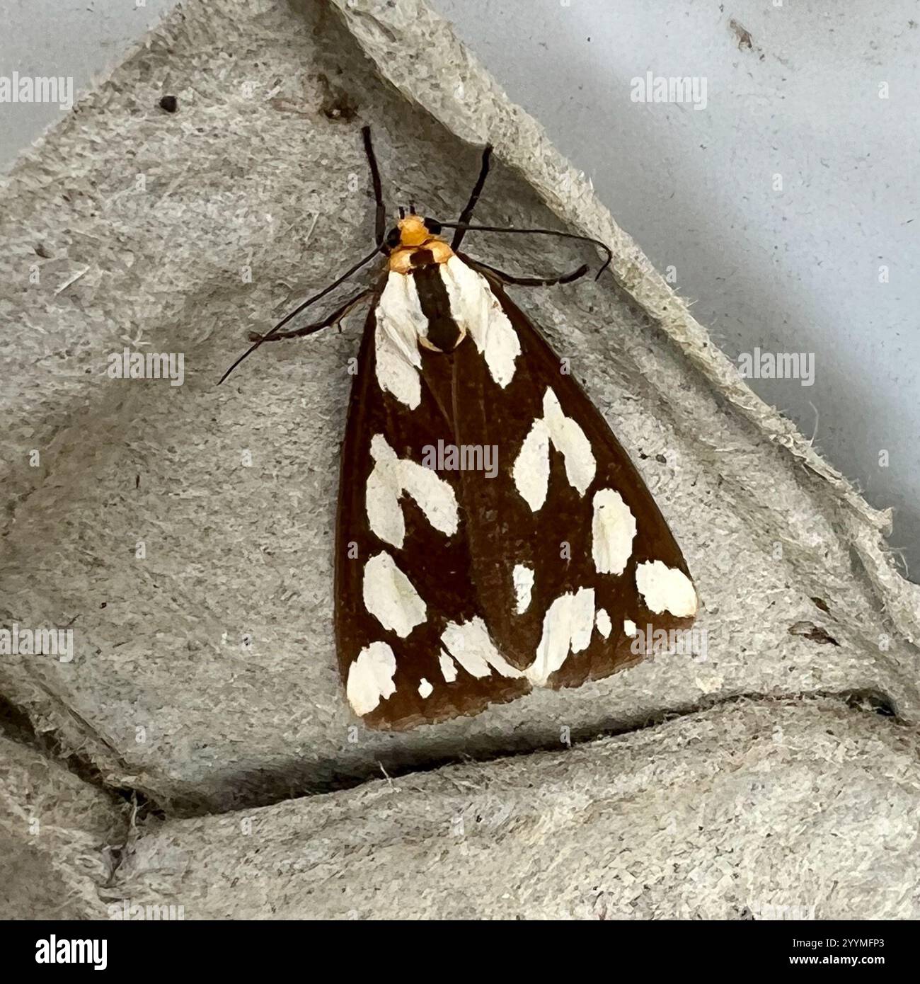 Confused Haploa Moth (Haploa confusa Stock Photo - Alamy