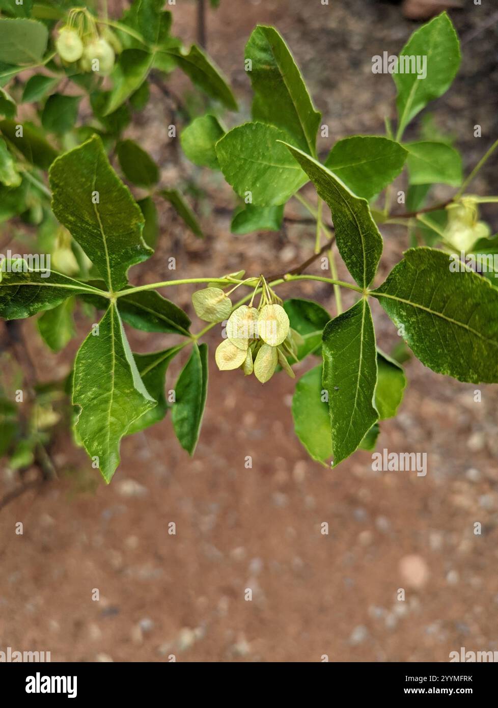 common hoptree (Ptelea trifoliata Stock Photo - Alamy