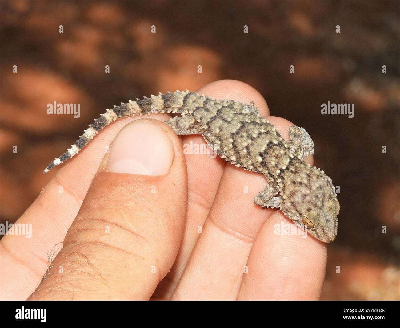 Bibron's Thick-toed Gecko (Chondrodactylus bibronii Stock Photo - Alamy
