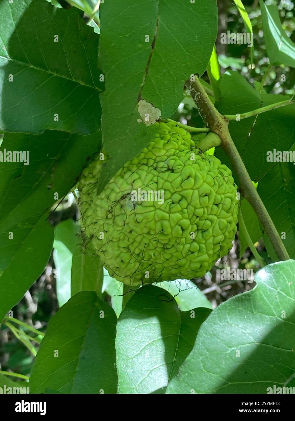 Osage-orange (Maclura pomifera Stock Photo - Alamy