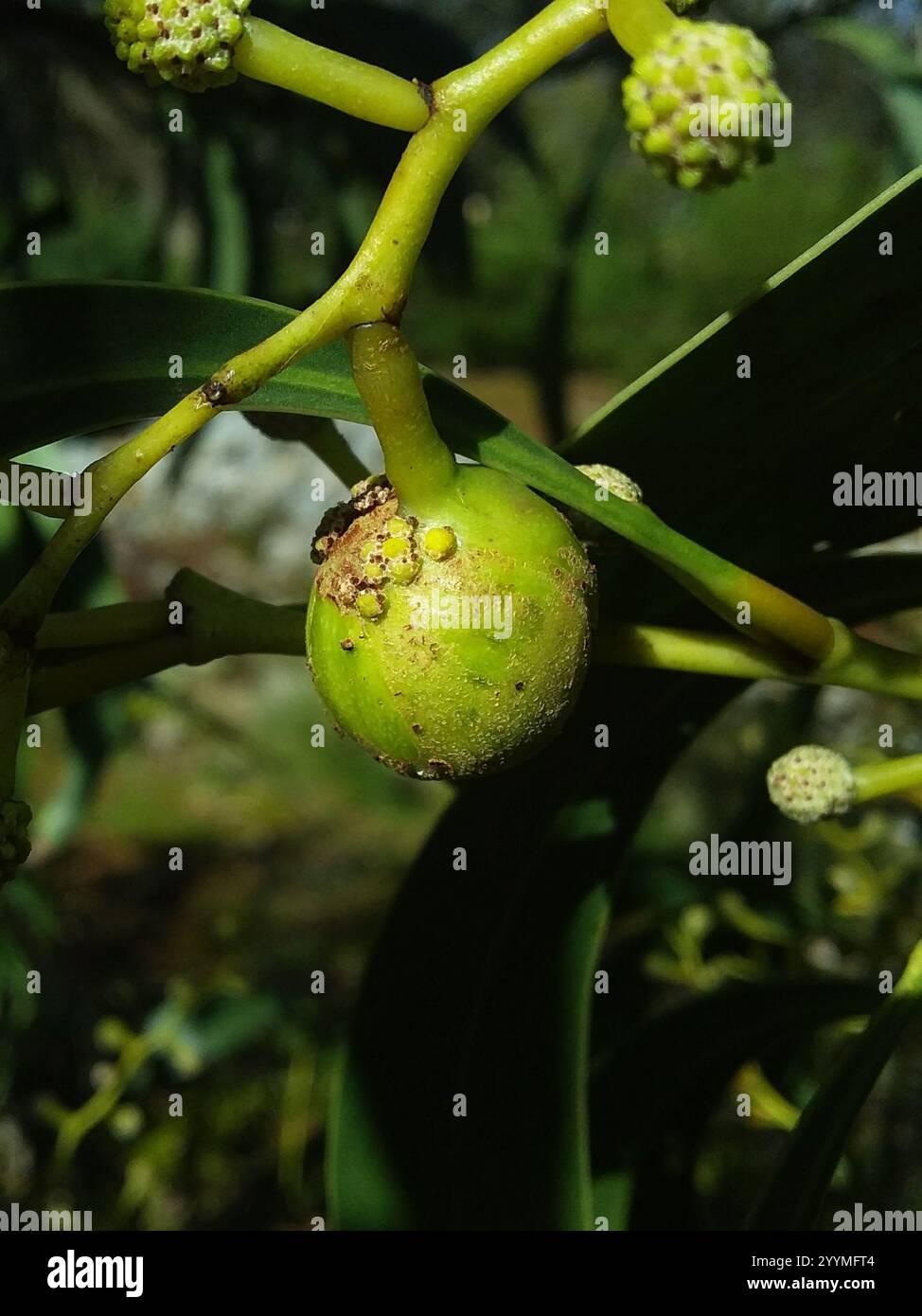 Golden Wattle Gall Wasp (Trichilogaster signiventris Stock Photo - Alamy