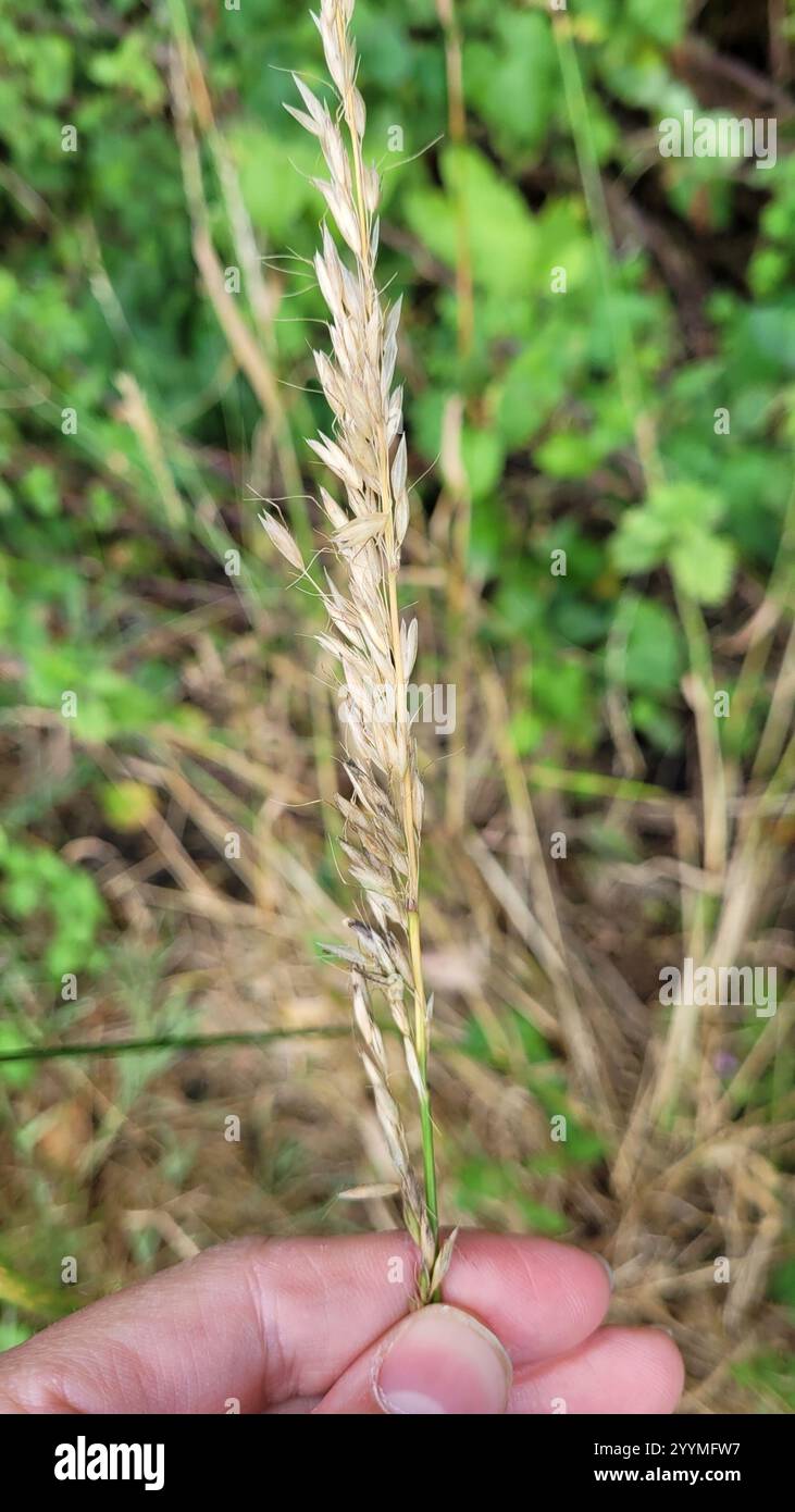 False Oat-grass (Arrhenatherum elatius elatius Stock Photo - Alamy