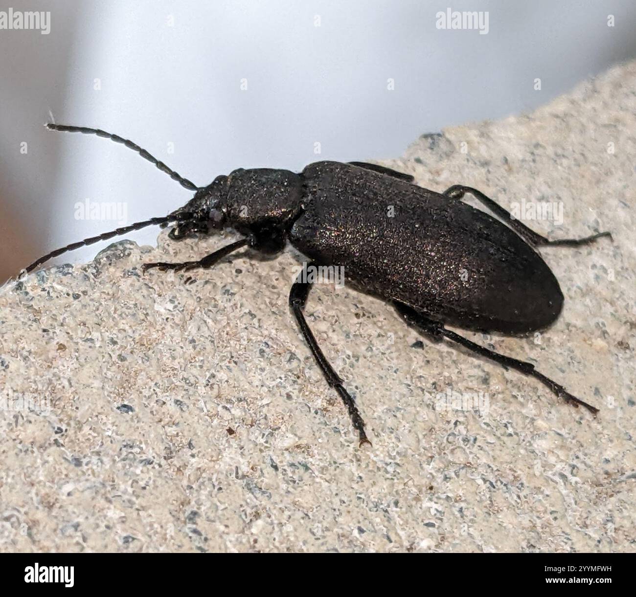 Cedar False Blister Beetle (Ditylus quadricollis Stock Photo - Alamy