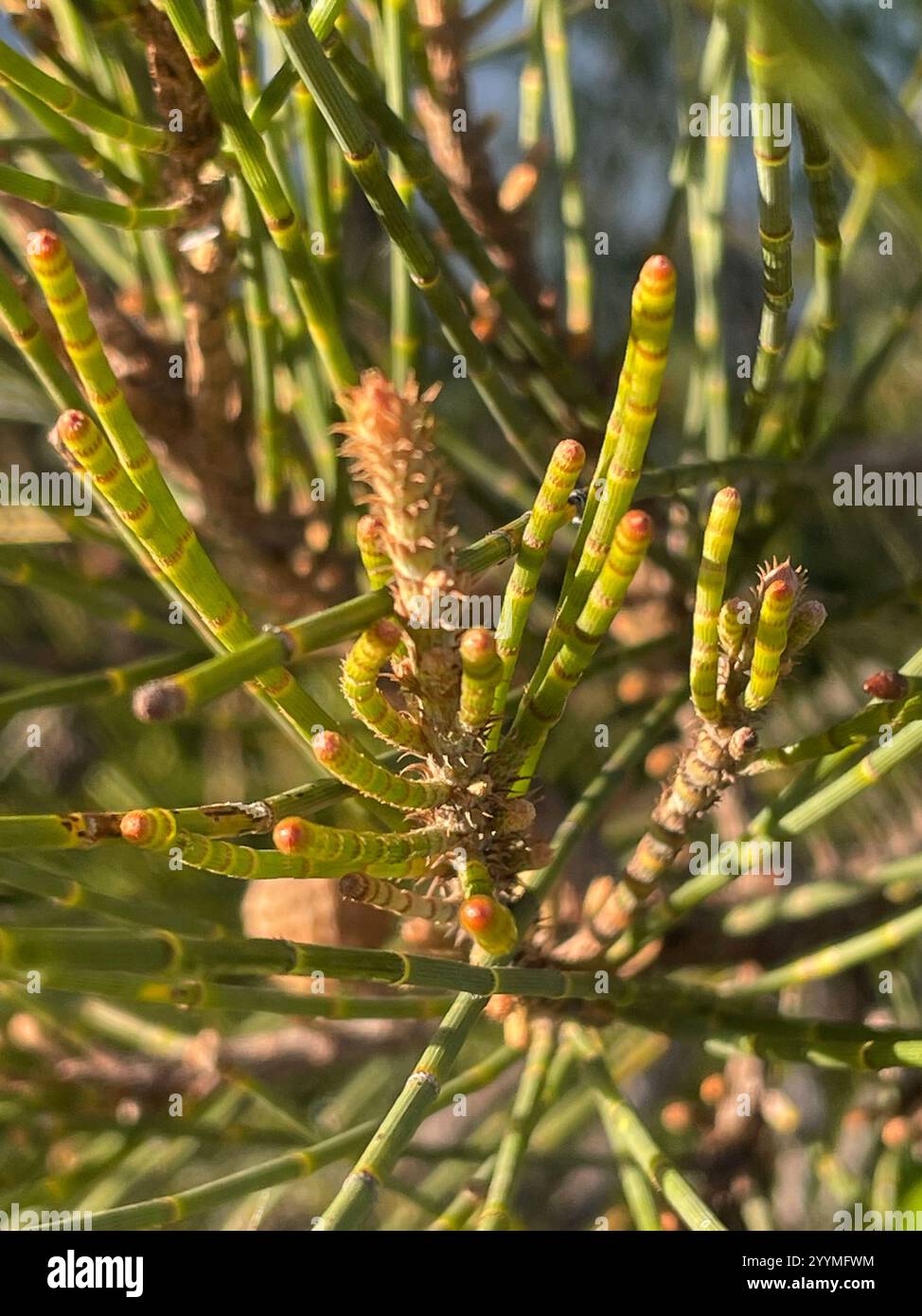 Swamp sheoak (Casuarina glauca Stock Photo - Alamy