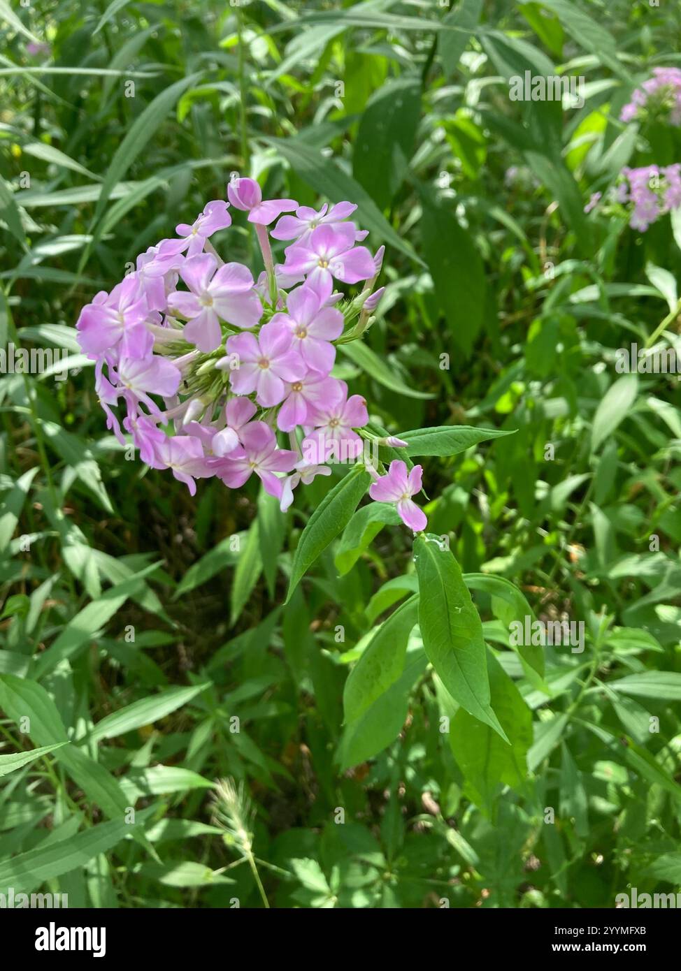 fall phlox (Phlox paniculata Stock Photo - Alamy