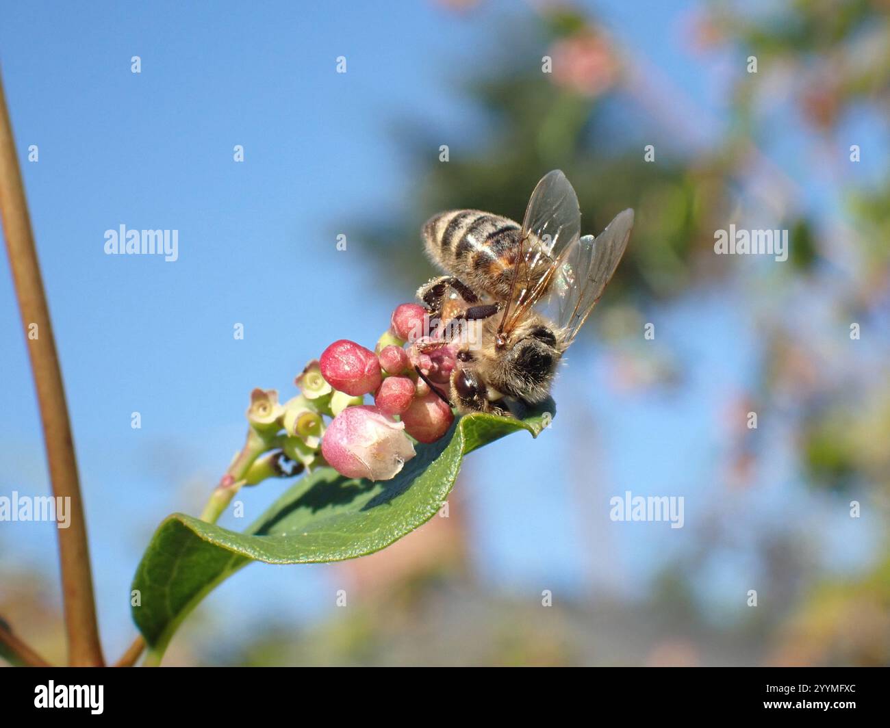 Western Honey Bee (Apis mellifera Stock Photo - Alamy