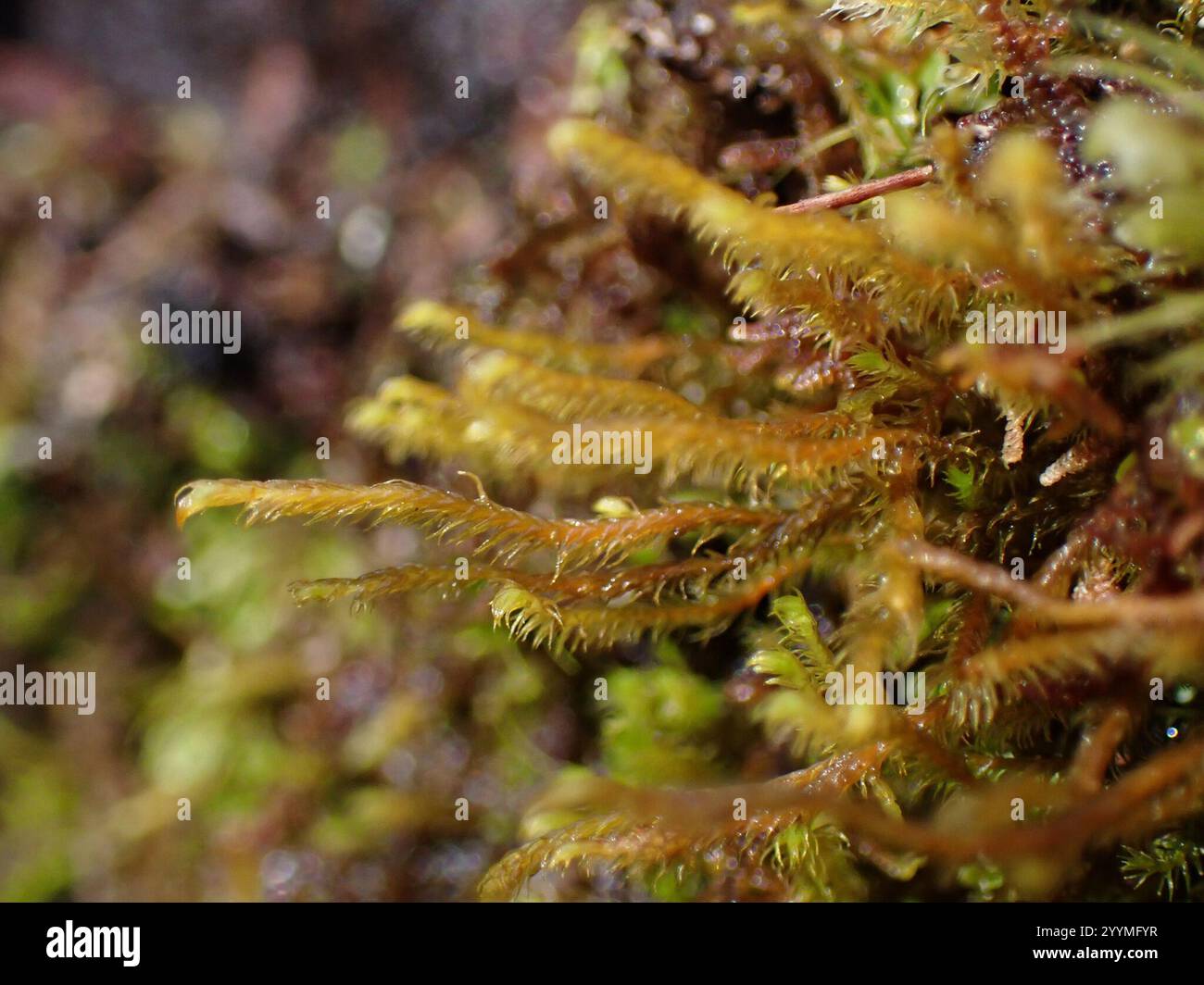 Bent Scissor-leaved Liverwort (Herbertus aduncus Stock Photo - Alamy