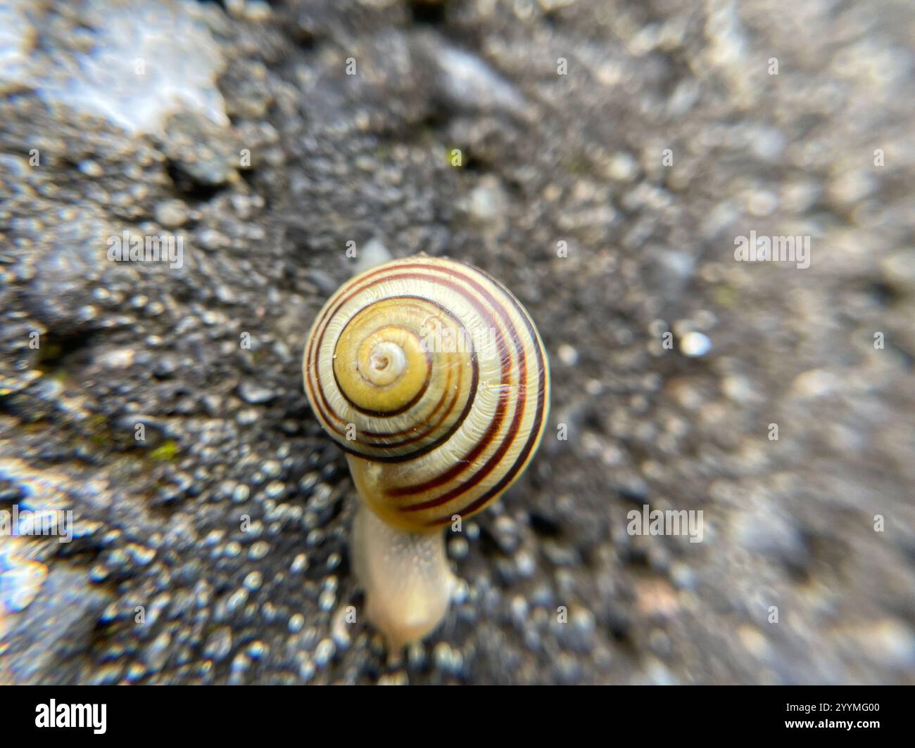 Common Land Snails and Slugs (Stylommatophora Stock Photo - Alamy