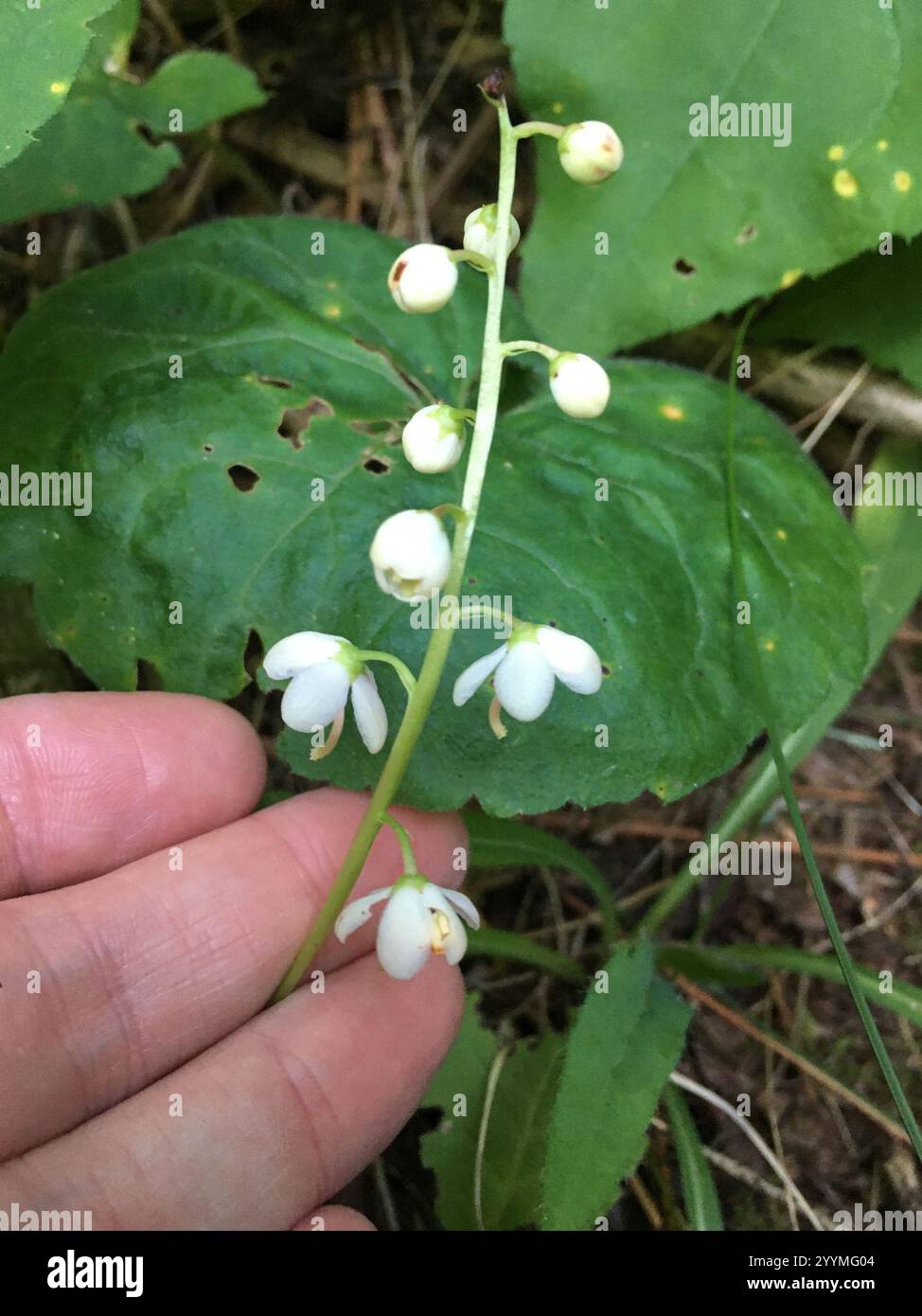 shinleaf (Pyrola elliptica Stock Photo - Alamy