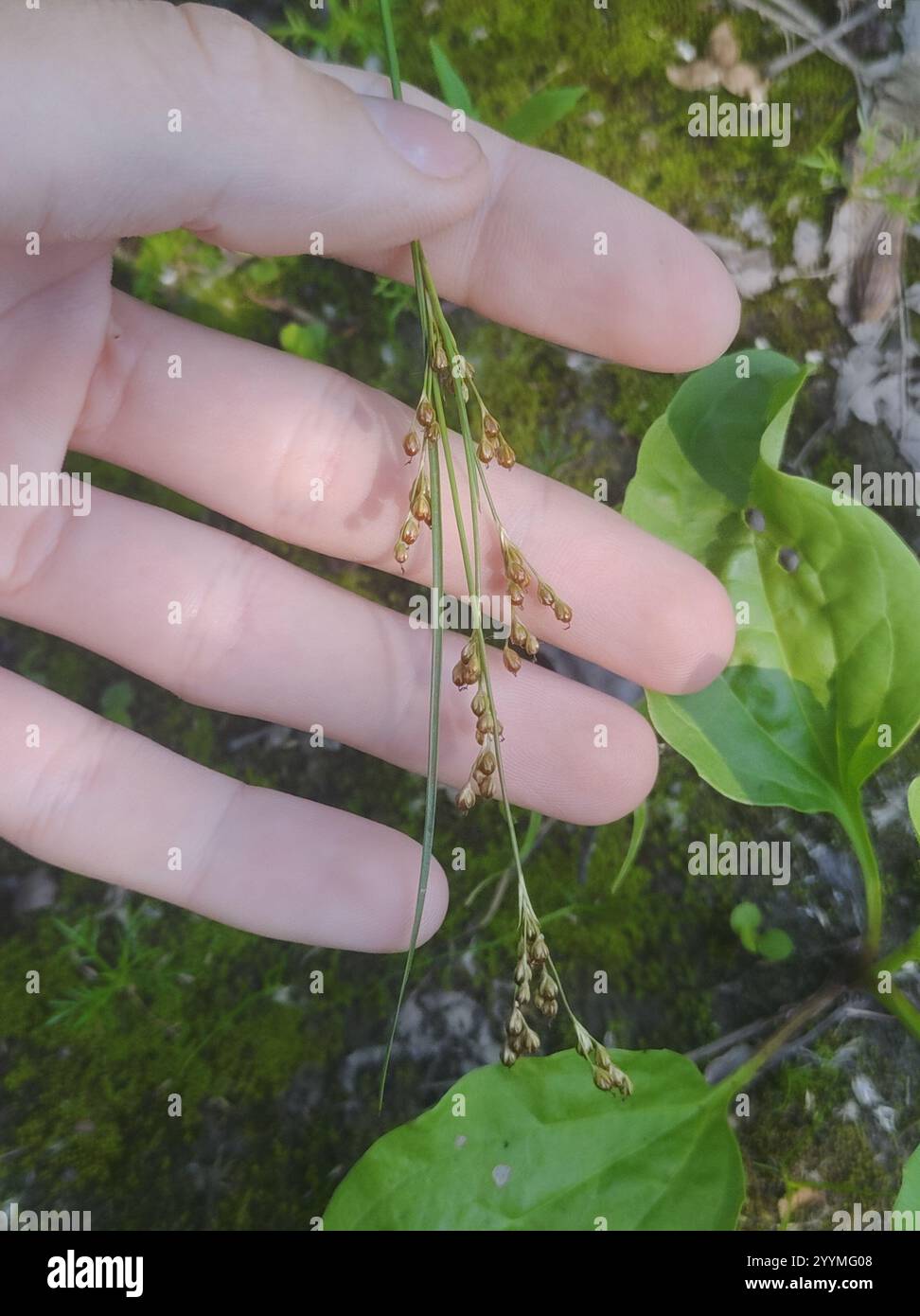 Flattened Rush (Juncus compressus Stock Photo - Alamy