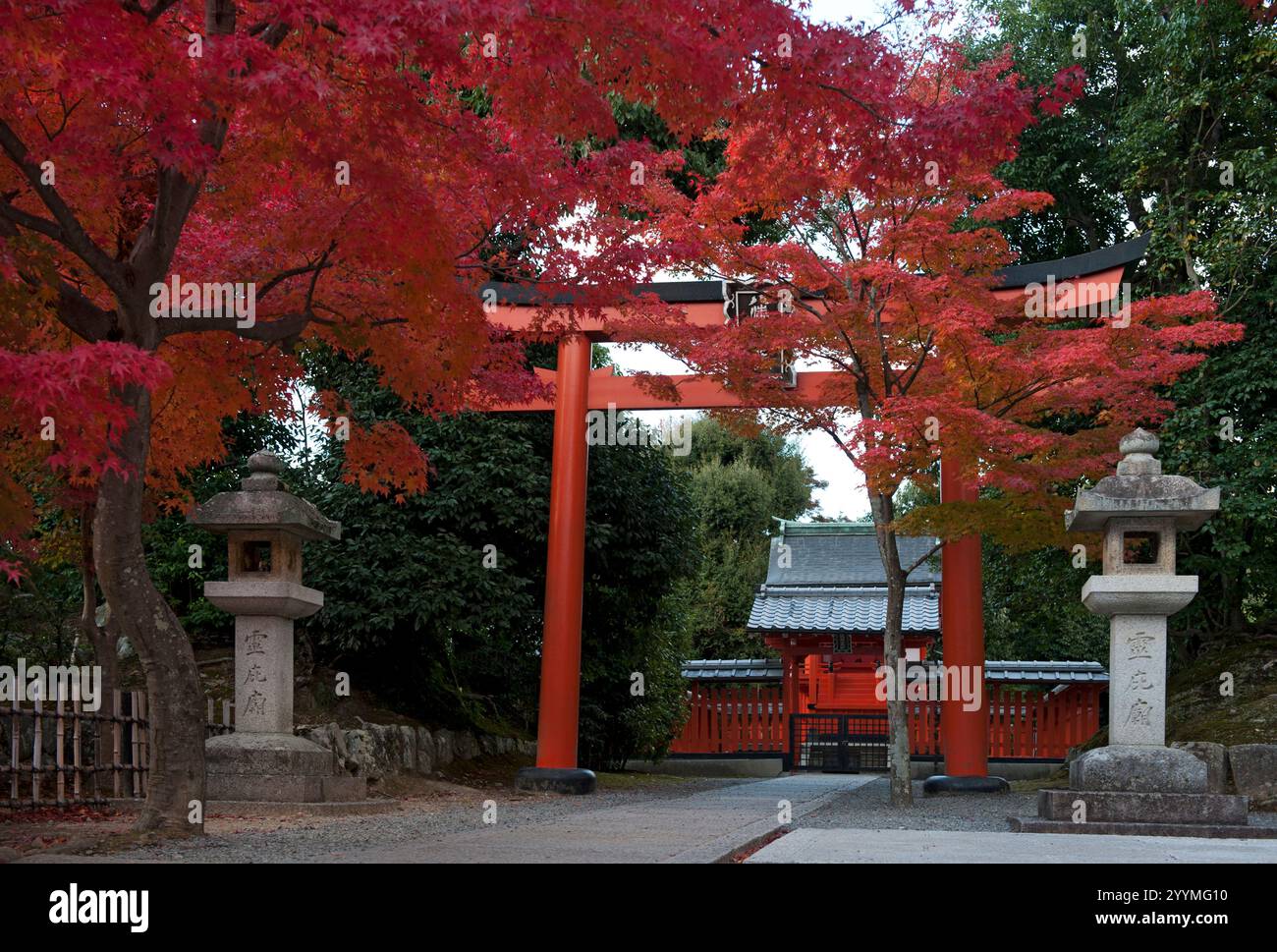 Bright red autumn maple trees highlight Tenryuji Hachimangu Shinto ...