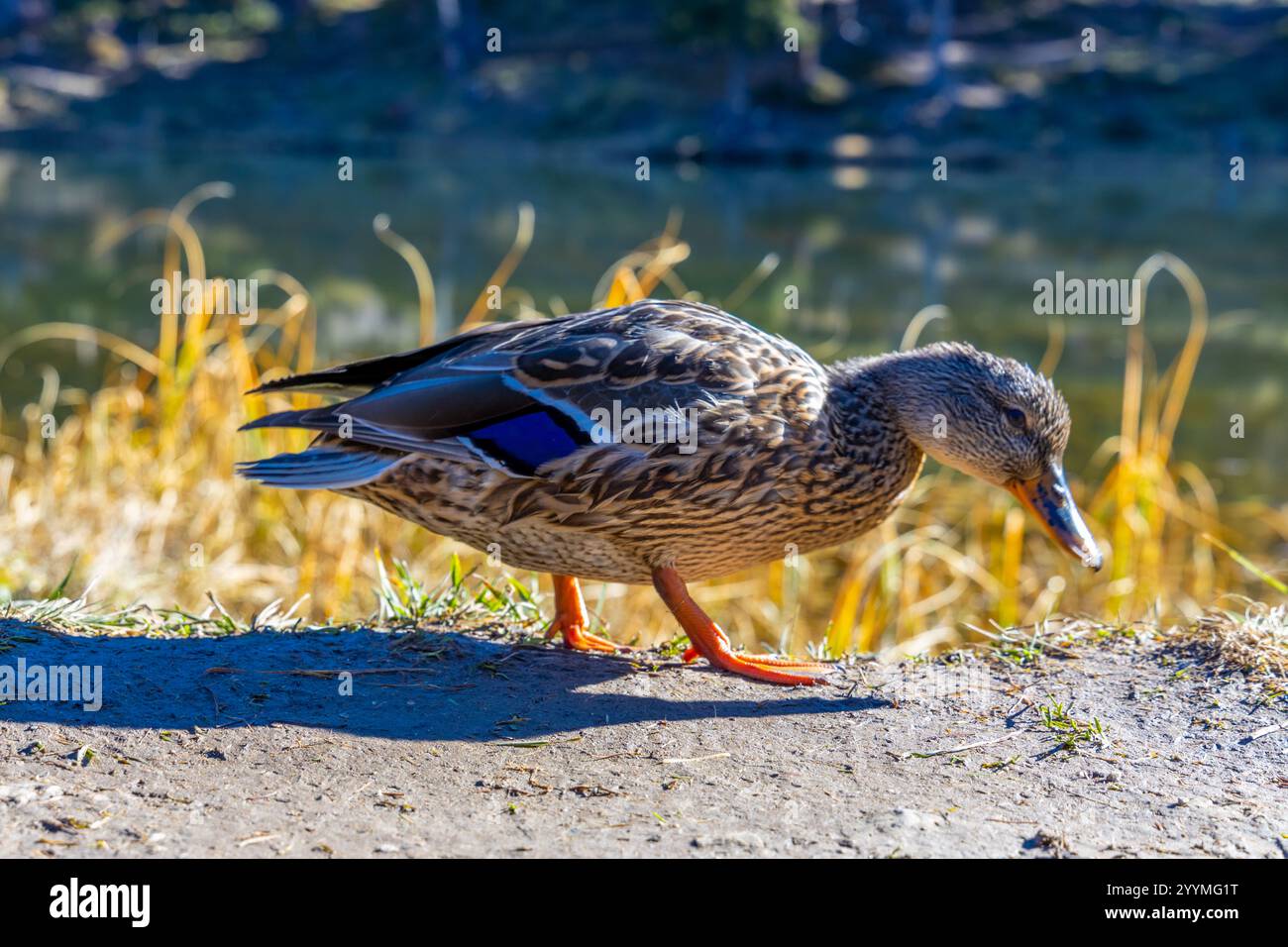 Duck near the lake in the natural environment wildlife. Female grey ...