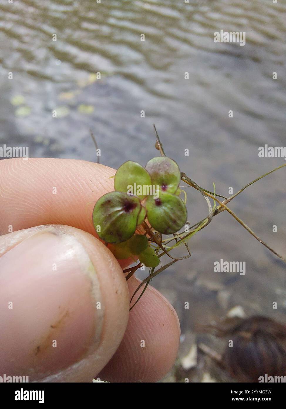 greater duckweed (Spirodela polyrhiza Stock Photo - Alamy
