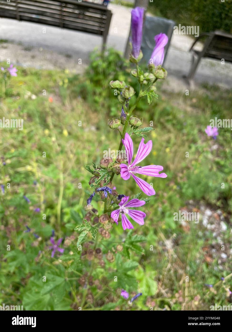 Common Mallow (Malva sylvestris Stock Photo - Alamy