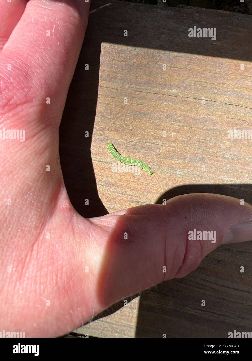Veiled Ear Moth (Loscopia velata Stock Photo - Alamy
