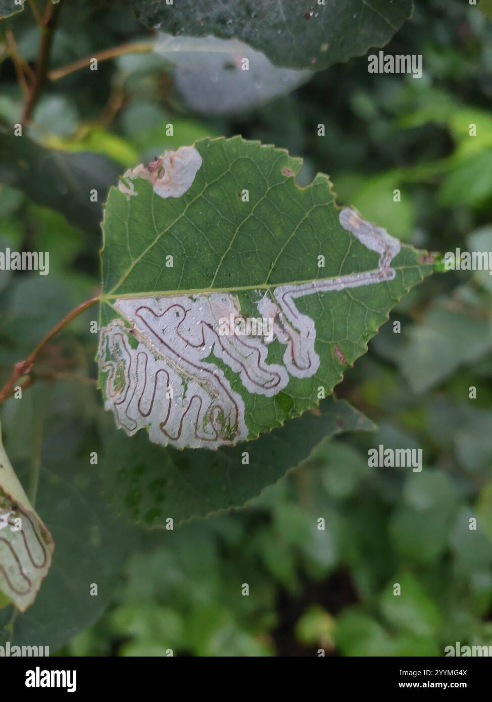 Aspen Serpentine Leafminer Moth (Phyllocnistis populiella Stock Photo ...
