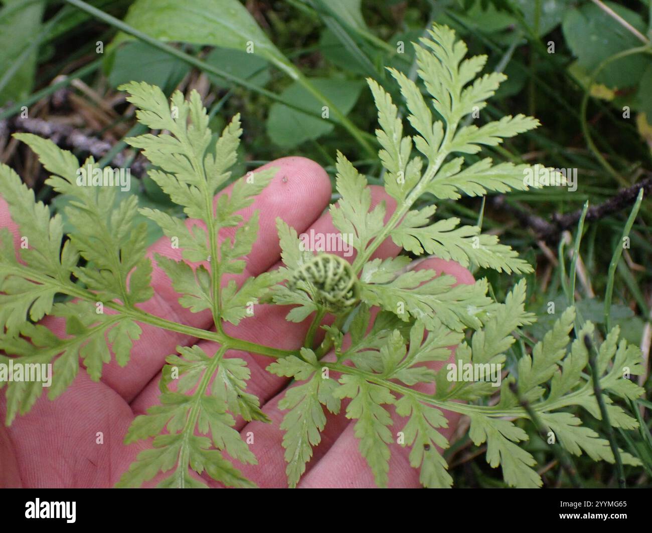 rattlesnake fern (Botrypus virginianus Stock Photo - Alamy