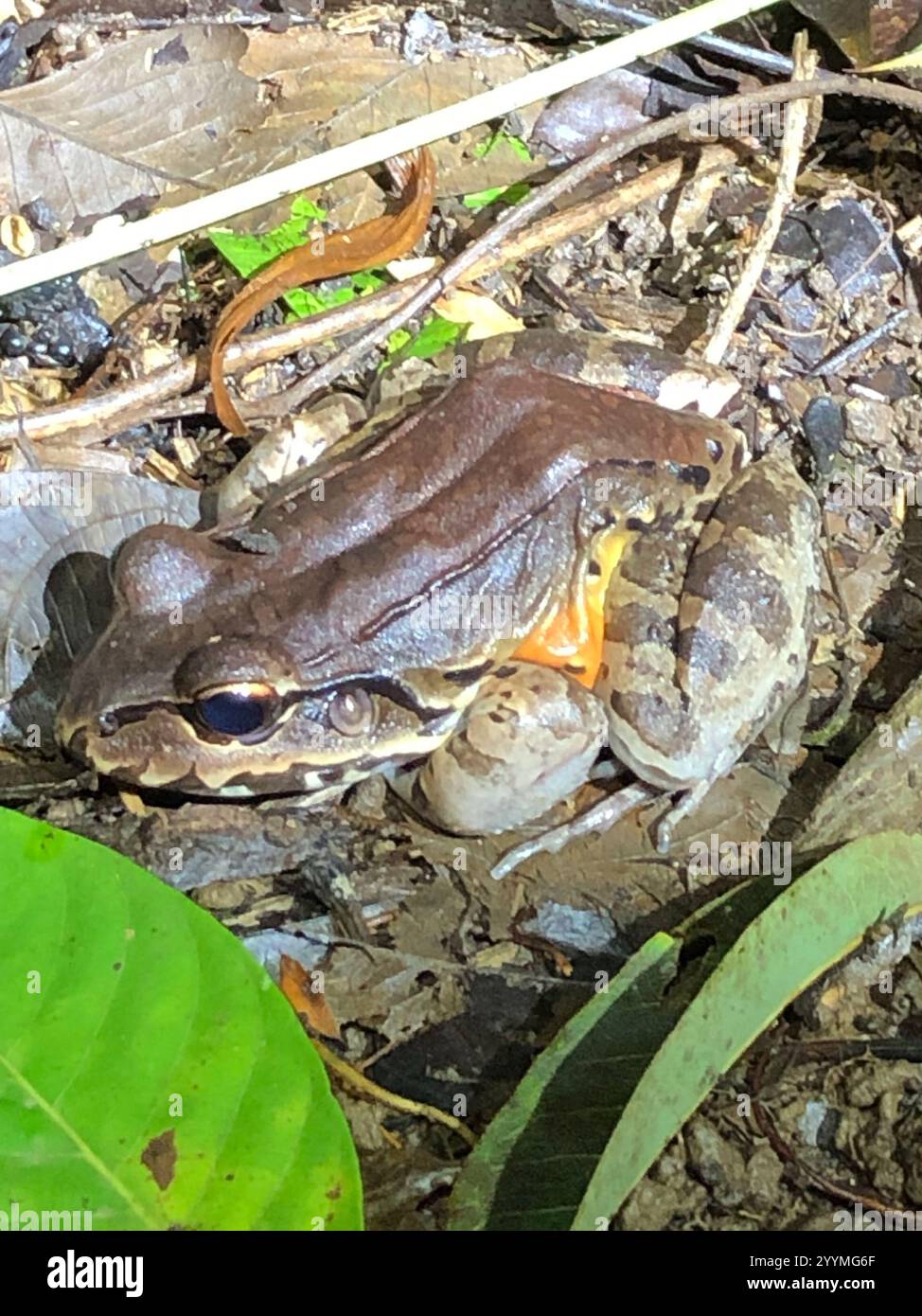 Savages frog hi-res stock photography and images - Alamy
