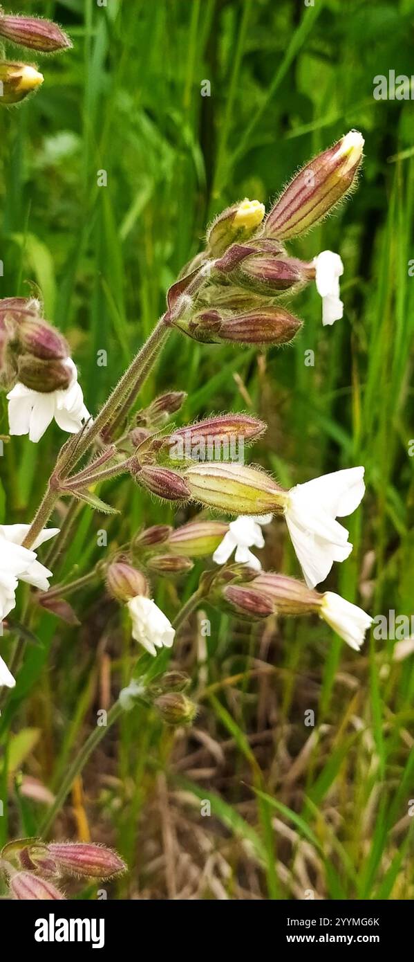 evening lychnis (Silene latifolia alba Stock Photo - Alamy