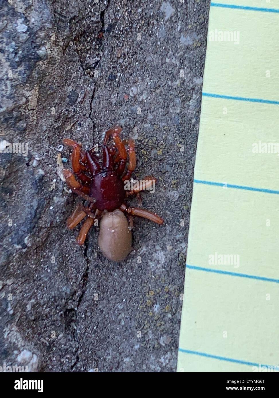 Woodlouse Spider (Dysdera crocata Stock Photo - Alamy