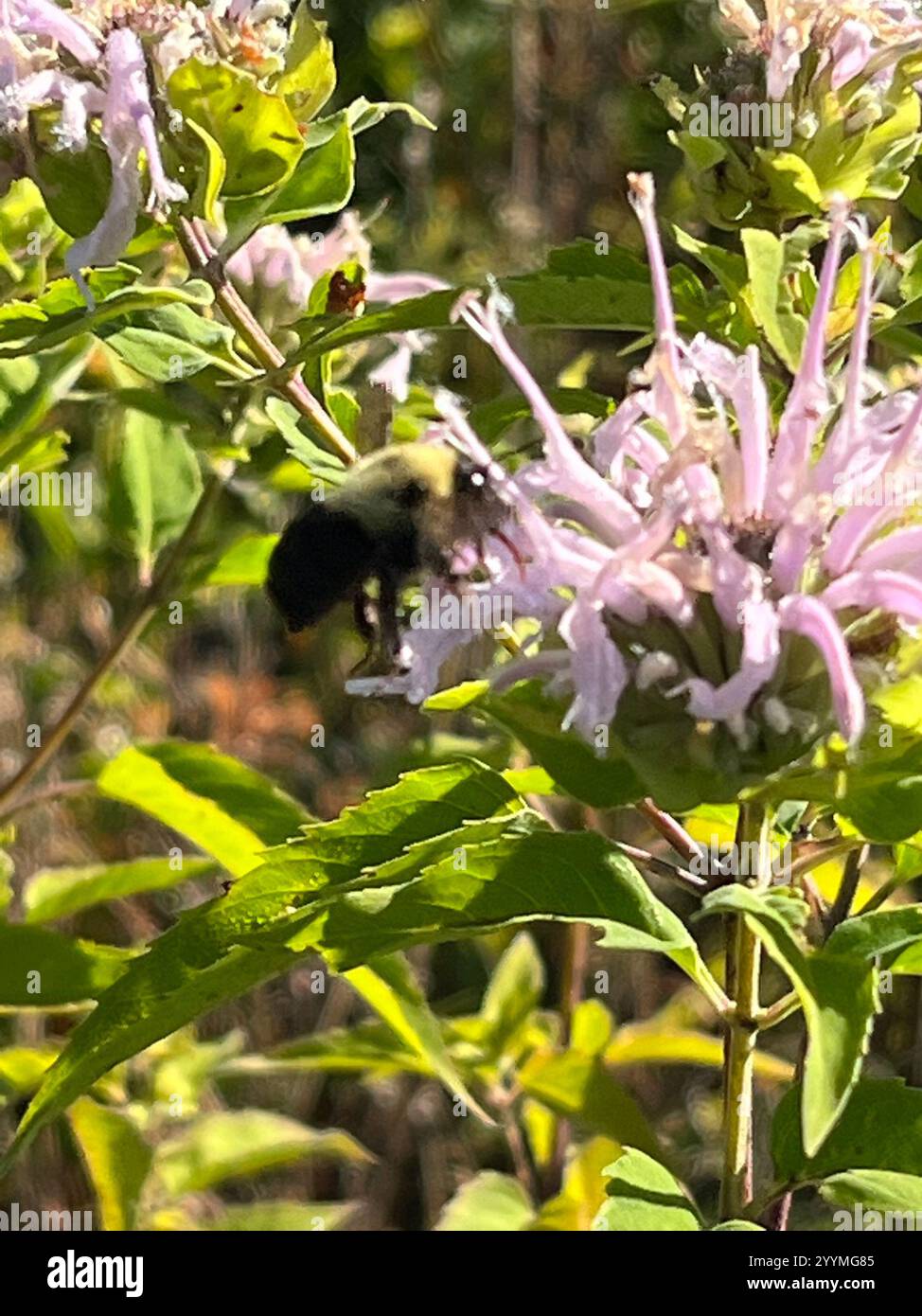 Common Eastern Bumble Bee (Bombus impatiens Stock Photo - Alamy
