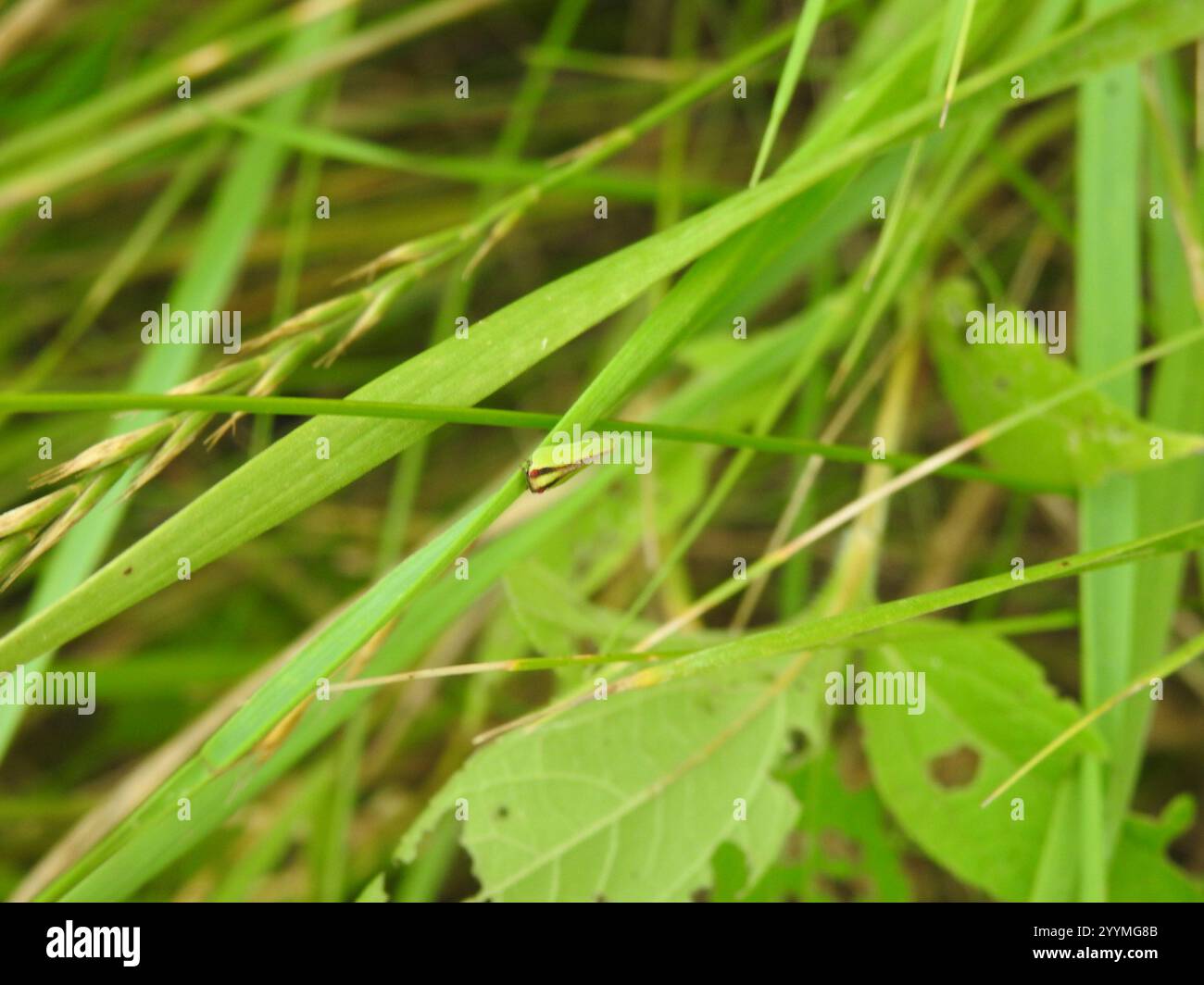 Two striped planthopper hi-res stock photography and images - Alamy
