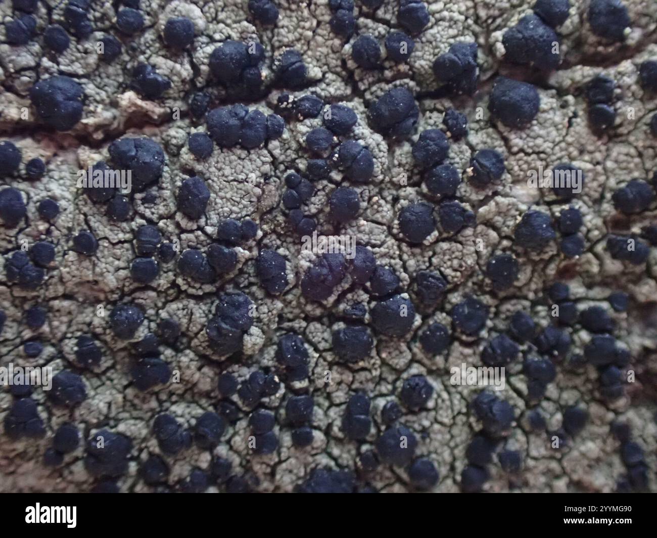 Boreal Button Lichen (Buellia disciformis Stock Photo - Alamy