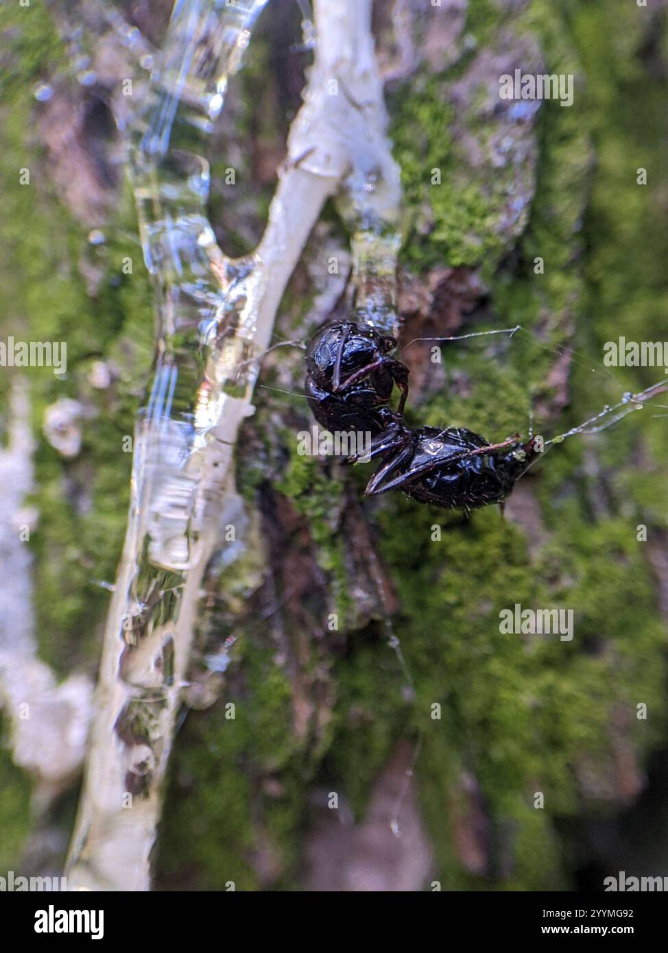 Hairy Smooth Carpenter Ant (Camponotus laevissimus Stock Photo - Alamy