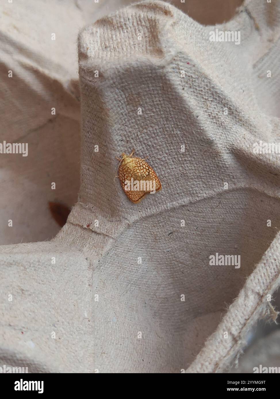 Maple Leaftier Moth (Acleris forsskaleana Stock Photo - Alamy