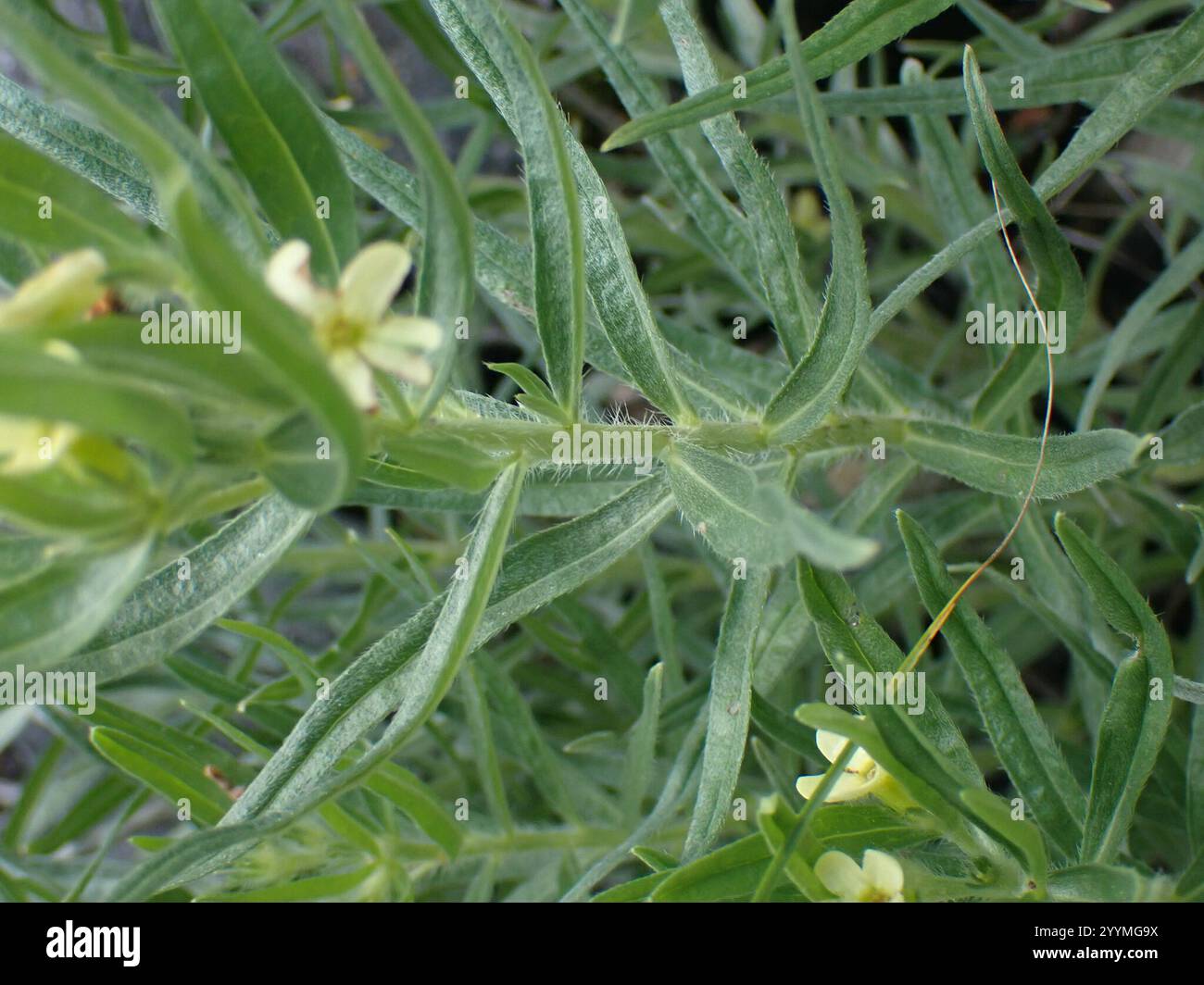 western stoneseed (Lithospermum ruderale Stock Photo - Alamy