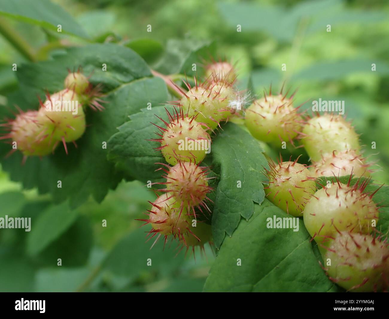 Diplolepis polita hi-res stock photography and images - Alamy
