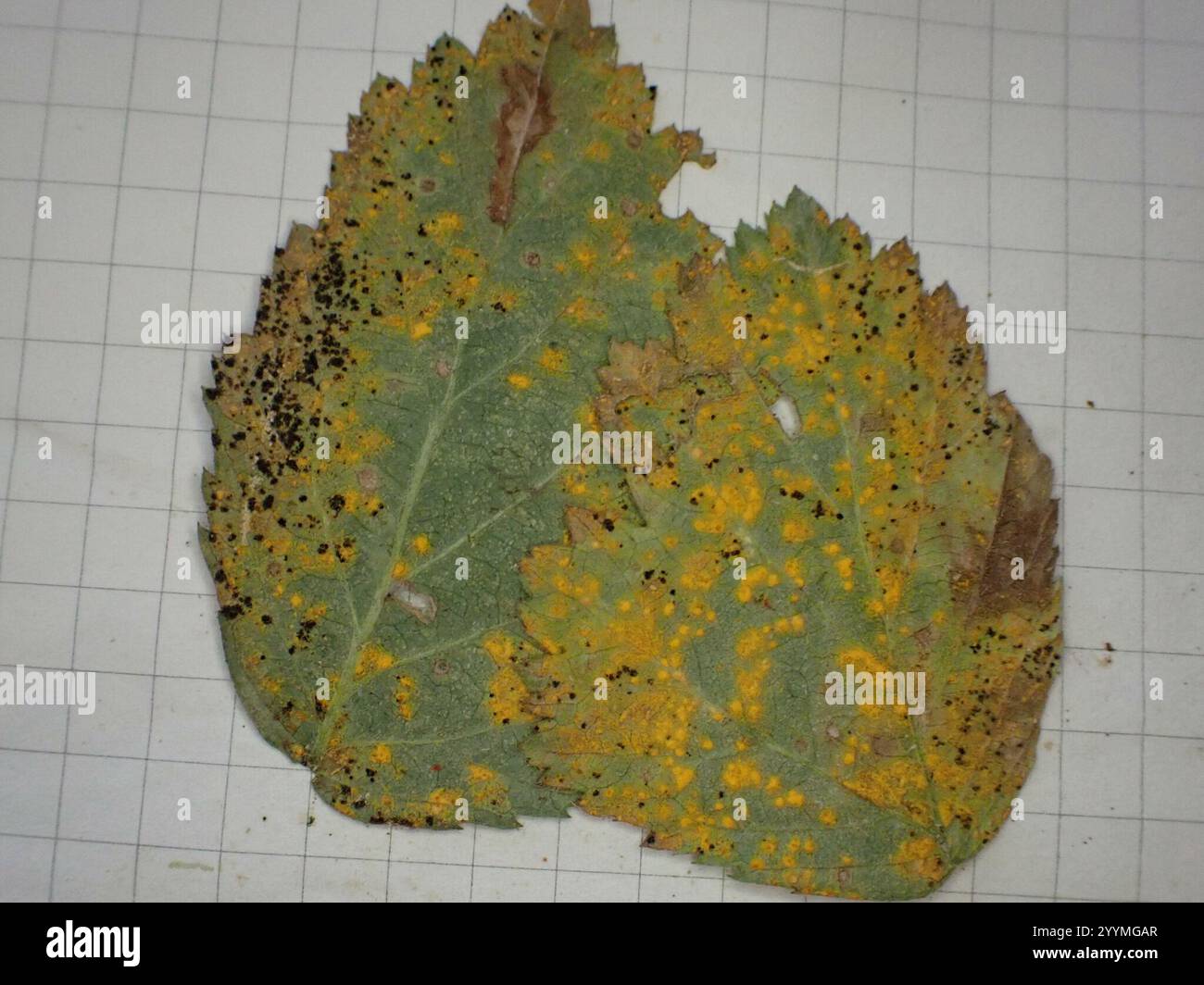 Orange Bramble Rust (Phragmidium bulbosum Stock Photo - Alamy