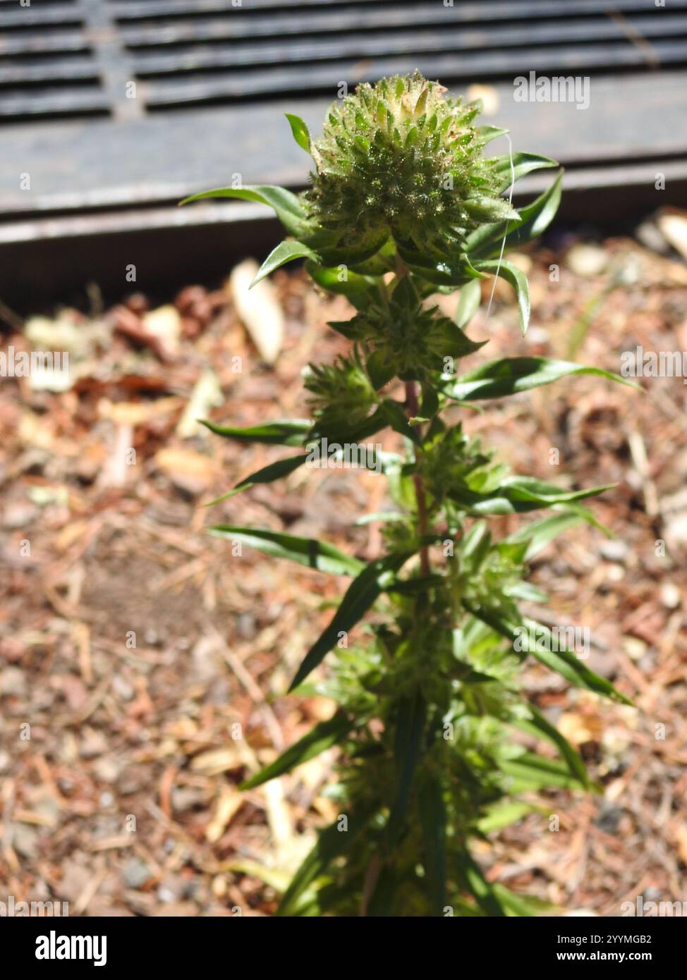 grand collomia (Collomia grandiflora Stock Photo - Alamy