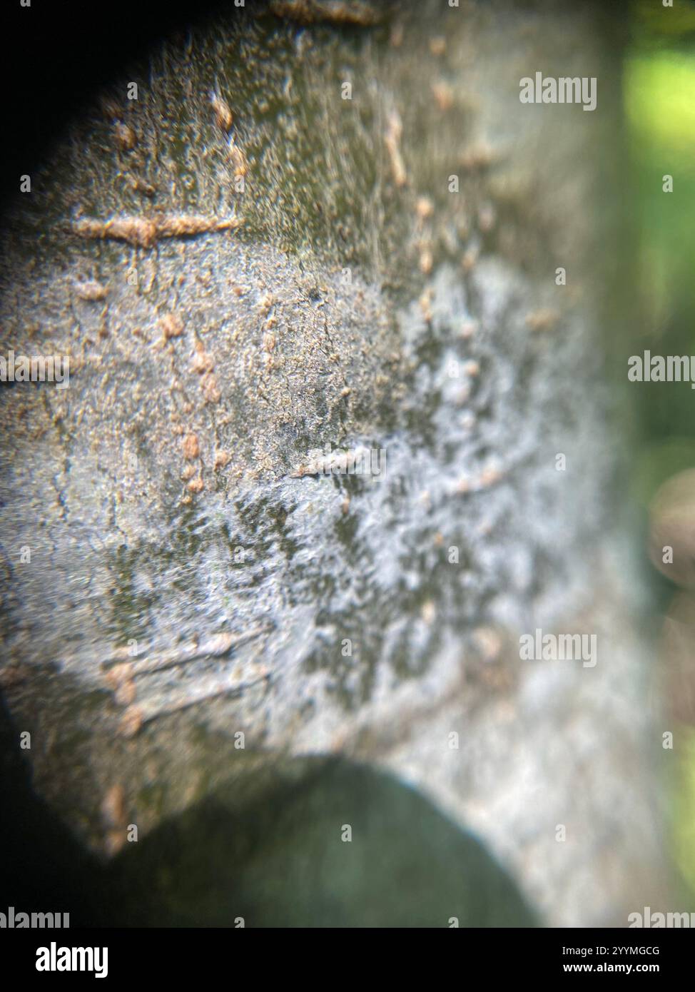 Common Script Lichen (Graphis scripta Stock Photo - Alamy