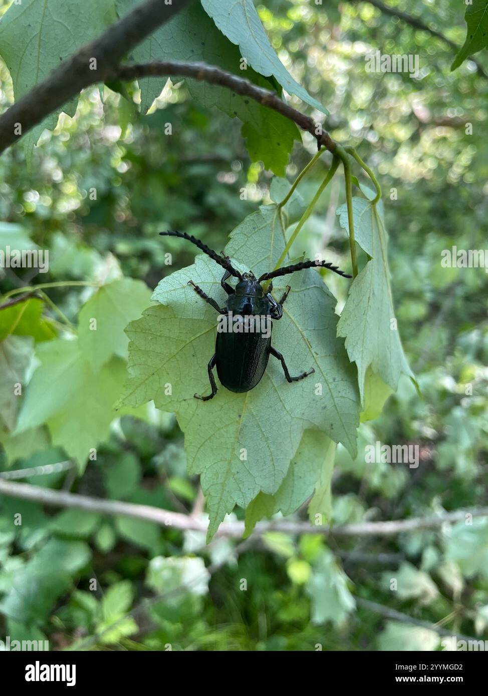 Broad-necked Root Borer (Prionus laticollis Stock Photo - Alamy