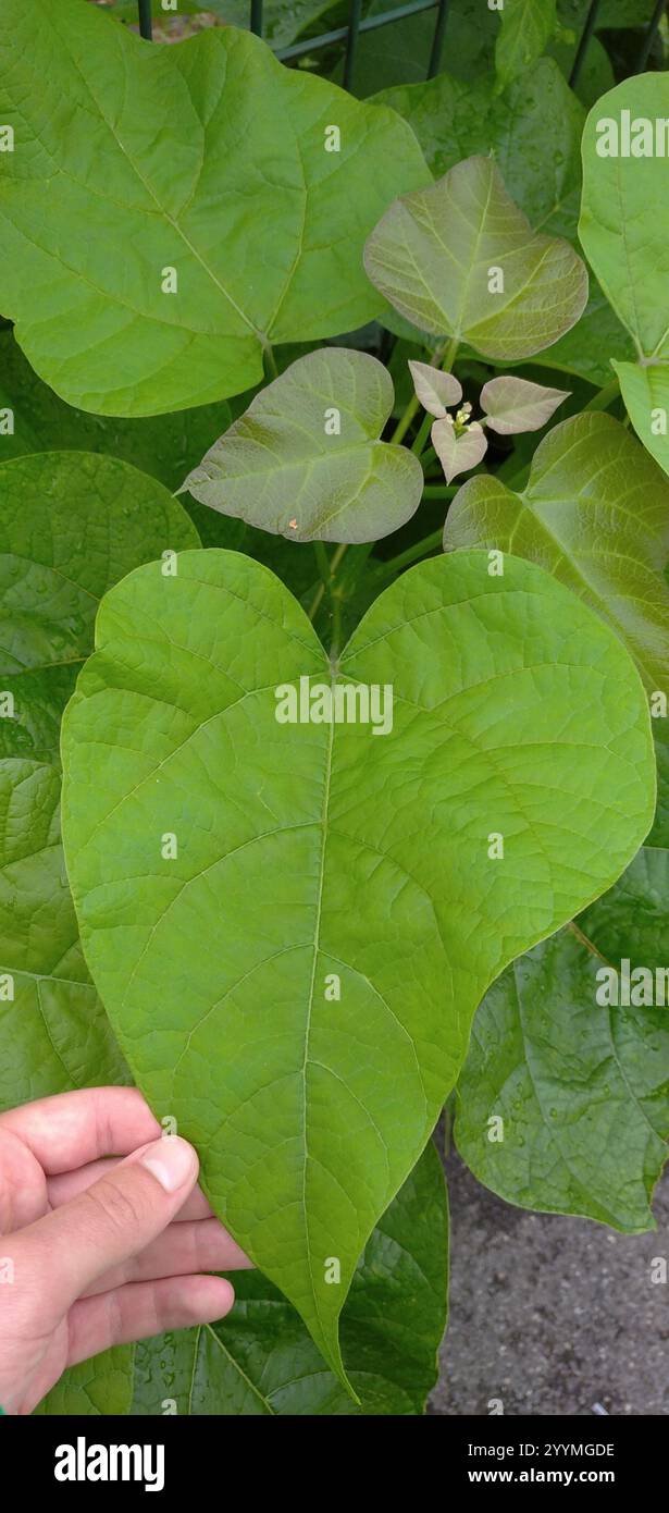 princess tree (Paulownia tomentosa Stock Photo - Alamy