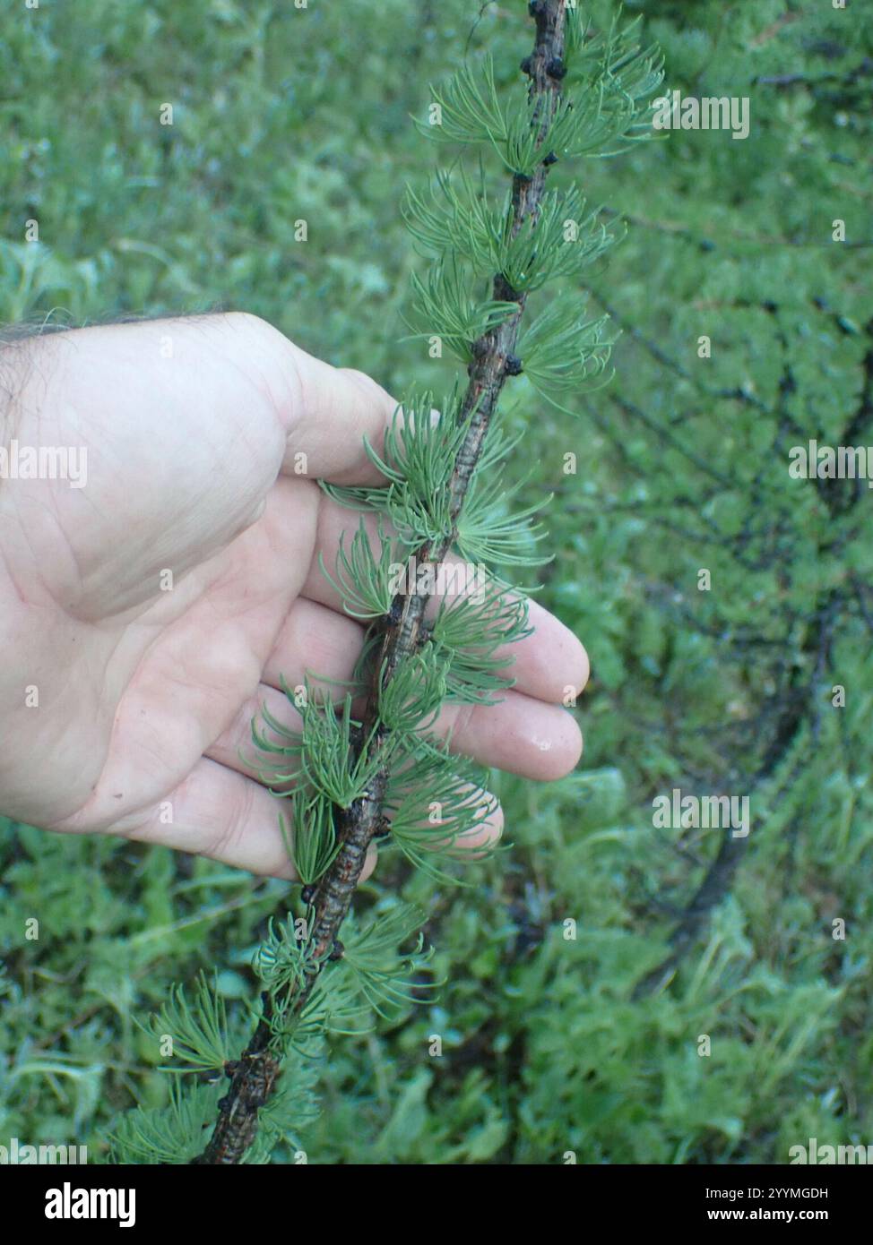 subalpine larch (Larix lyallii Stock Photo - Alamy