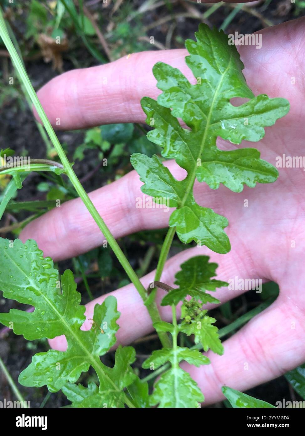 Bog Yellowcress (Rorippa palustris Stock Photo - Alamy